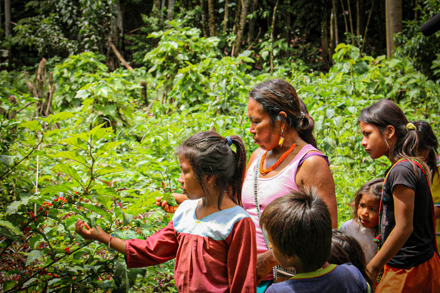 Un tapiz de biodiversidad: Protegiendo las Relaciones de la Amazonía ...
